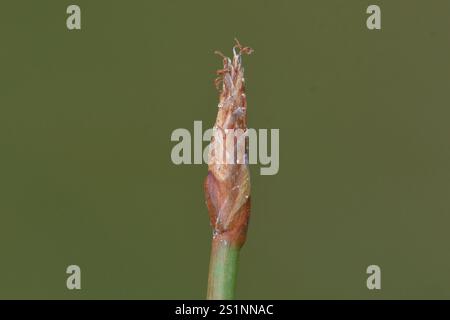 Beaked Spikerush (Eleocharis rostellata Stock Photo - Alamy