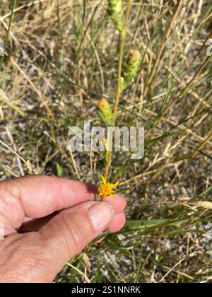clustered goldenweed (Pyrrocoma racemosa Stock Photo - Alamy