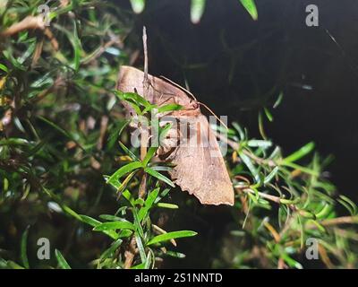 Tarata Looper (Xyridacma ustaria Stock Photo - Alamy