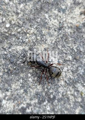 Western Black Carpenter Ant (Camponotus modoc) Insecta Stock Photo - Alamy