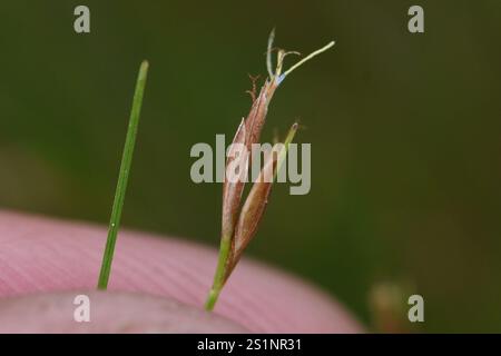 Horned Beakrush (Rhynchospora capillacea Stock Photo - Alamy