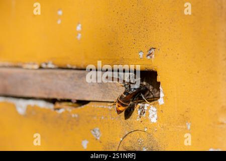 Asian yellow-legged hornet enters beehive, Asian hornet (Vespa velutina ...