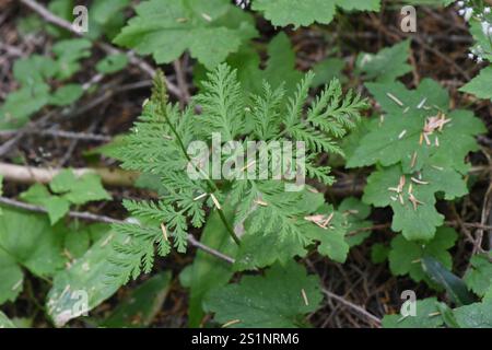 rattlesnake fern (Botrypus virginianus Stock Photo - Alamy
