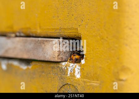 Asian yellow-legged hornet enters beehive, Asian hornet (Vespa velutina ...