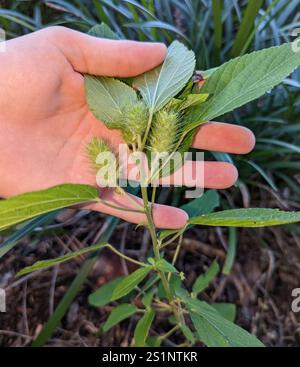 Field Copperleaf (Acalypha arvensis Stock Photo - Alamy