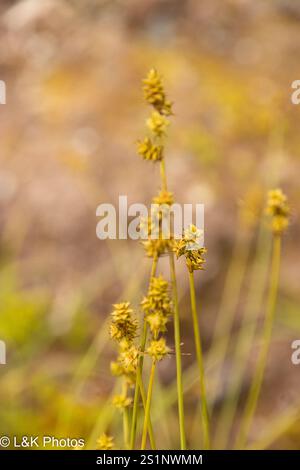 prickly bog sedge (Carex atlantica Stock Photo - Alamy