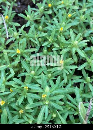 Spreading chinchweed (Pectis prostrata Stock Photo - Alamy