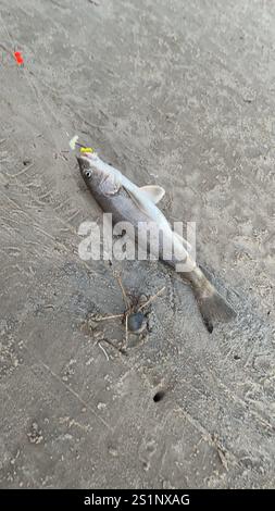 Gulf Kingcroaker (Menticirrhus littoralis Stock Photo - Alamy