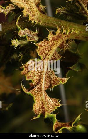 thistle rust (Puccinia suaveolens Stock Photo - Alamy