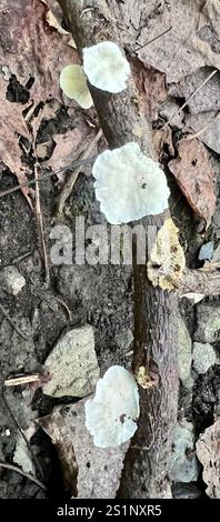 little nest polypore (Trametes conchifer) Fungi Stock Photo - Alamy