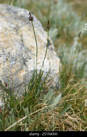 black alpine sedge (Carex nigricans Stock Photo - Alamy