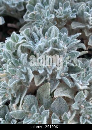 turkey mullein (Croton setiger Stock Photo - Alamy