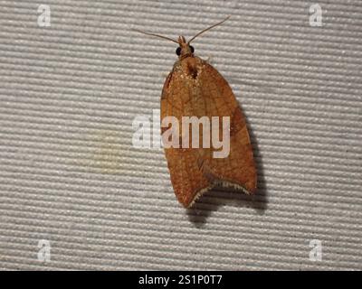 Rhomboid Tortrix (Acleris rhombana Stock Photo - Alamy