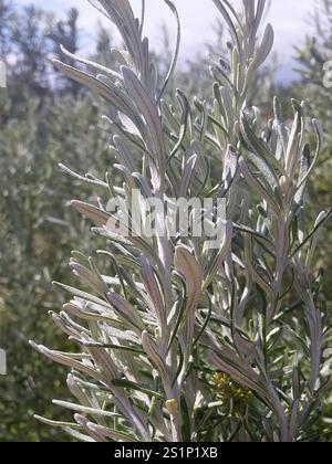 Coastal Daisy-Bush (Olearia axillaris Stock Photo - Alamy