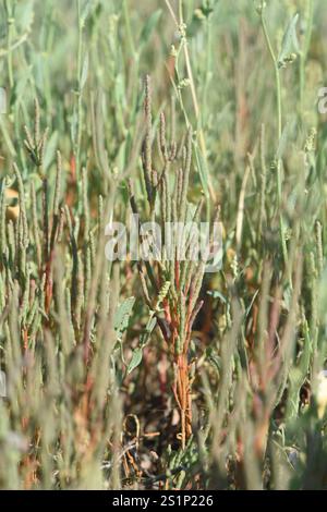 red glasswort (Salicornia rubra Stock Photo - Alamy