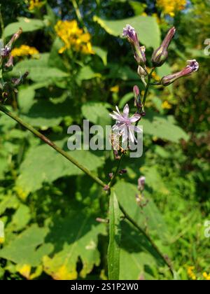 Long-tailed Aphideater Complex (Eupeodes americanus Stock Photo - Alamy