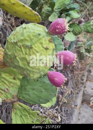 beach prickly pear (Opuntia anahuacensis Stock Photo - Alamy