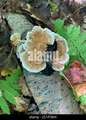 Ochre Bracket (Trametes ochracea Stock Photo - Alamy