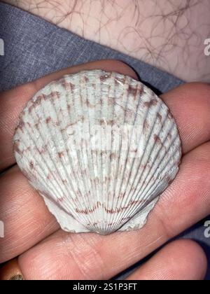 Atlantic Calico Scallop (Argopecten gibbus) Mollusca Stock Photo - Alamy