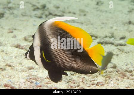 Singular bannerfish (Heniochus singularis). Andaman Sea, Thailand Stock ...