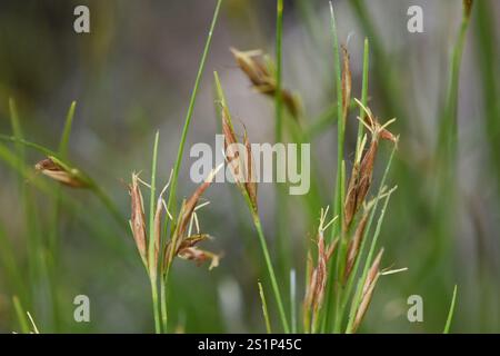 Horned Beakrush (Rhynchospora capillacea Stock Photo - Alamy
