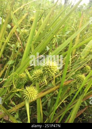 American bur-reed (Sparganium americanum Stock Photo - Alamy