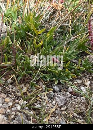 Red turnip beetle (Entomoscelis americana Stock Photo - Alamy