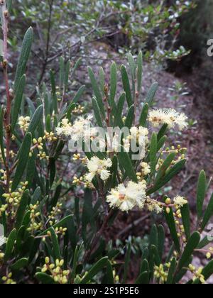 Variable sallow wattle (Acacia mucronata Stock Photo - Alamy