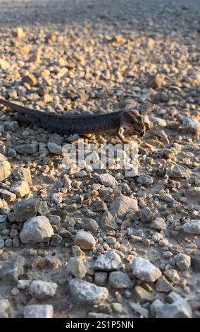 Texas Alligator Lizard Gerrhonotus infernalis adult in leaf litter of ...