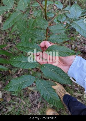 Australian Red Cedar (Toona ciliata Stock Photo - Alamy