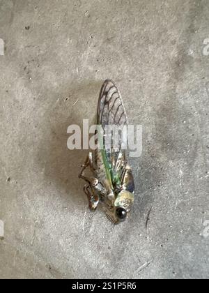 Davis's Southeastern Dog-day Cicada (Neotibicen davisi Stock Photo - Alamy