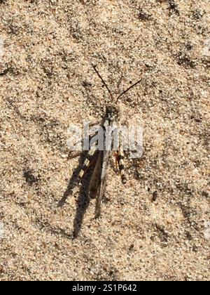 Mottled Sand Grasshopper (Spharagemon collare Stock Photo - Alamy