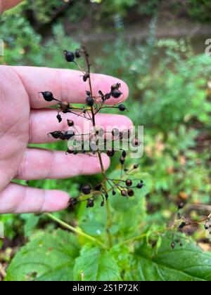 late figwort (Scrophularia marilandica Stock Photo - Alamy