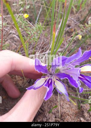 Common Bobbejaantjie (Babiana ambigua Stock Photo - Alamy