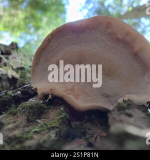 West Coast Reishi (Ganoderma oregonense Stock Photo - Alamy