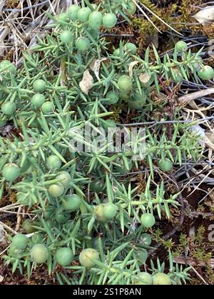 Mediterranean Asparagus (Asparagus aphyllus Stock Photo - Alamy