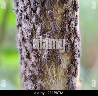 Giant Willow Aphid (Tuberolachnus salignus) Insecta Stock Photo - Alamy