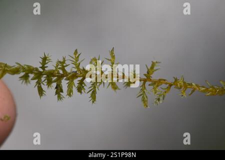 Giant Calliergon Moss (Calliergon giganteum Stock Photo - Alamy