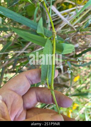 arrow-leaved tearthumb (Persicaria sagittata Stock Photo - Alamy