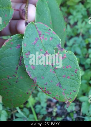 Cherry-Spruce Rust (Thekopsora areolata Stock Photo - Alamy