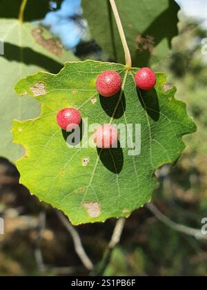 aspen leaf gall midge (Harmandiola tremulae Stock Photo - Alamy