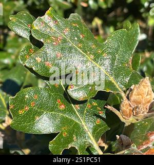 Jumping Gall Wasp (Neuroterus saltatorius), Insecta, Granville, Saanich ...
