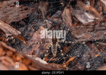 Lake Placid Funnel Wolf Spider (Sosippus placidus Stock Photo - Alamy