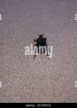Ox Beetles (Strategus Stock Photo - Alamy