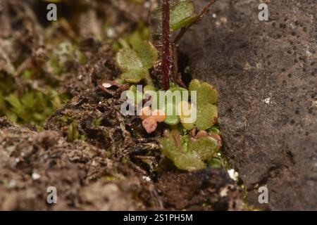 Pygmy Saxifrage (Saxifraga hyperborea Stock Photo - Alamy