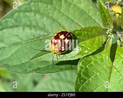 Eucalypt Leaf Beetle (Paropsis maculata Stock Photo - Alamy