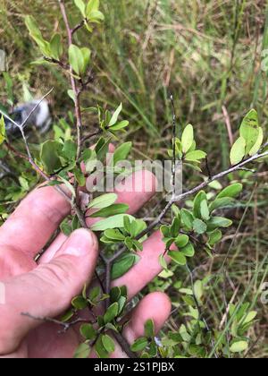 Pondspice (Litsea aestivalis Stock Photo - Alamy