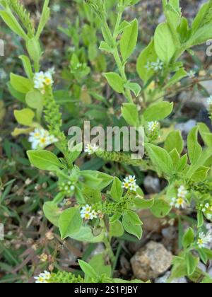fourspike heliotrope (Euploca procumbens Stock Photo - Alamy
