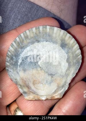 Atlantic Calico Scallop (Argopecten gibbus Stock Photo - Alamy