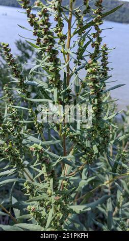 marsh elder (Iva frutescens Stock Photo - Alamy